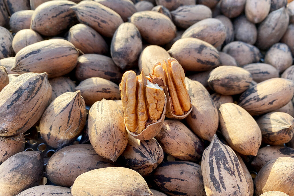 HWC Tree Nuts | Wangchang Food – Chinese Walnuts, Macadamias, Pecans ...